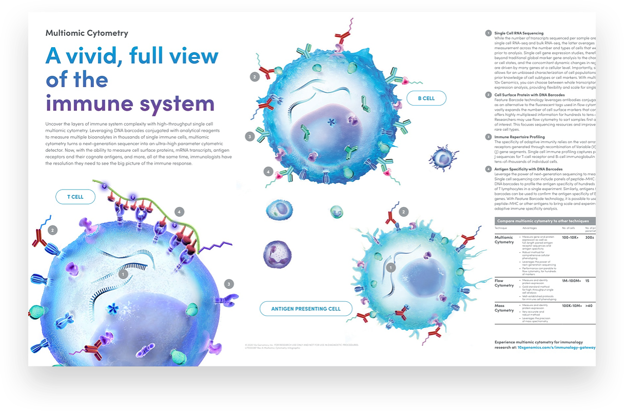 A Vivid, Full View of the Immune System