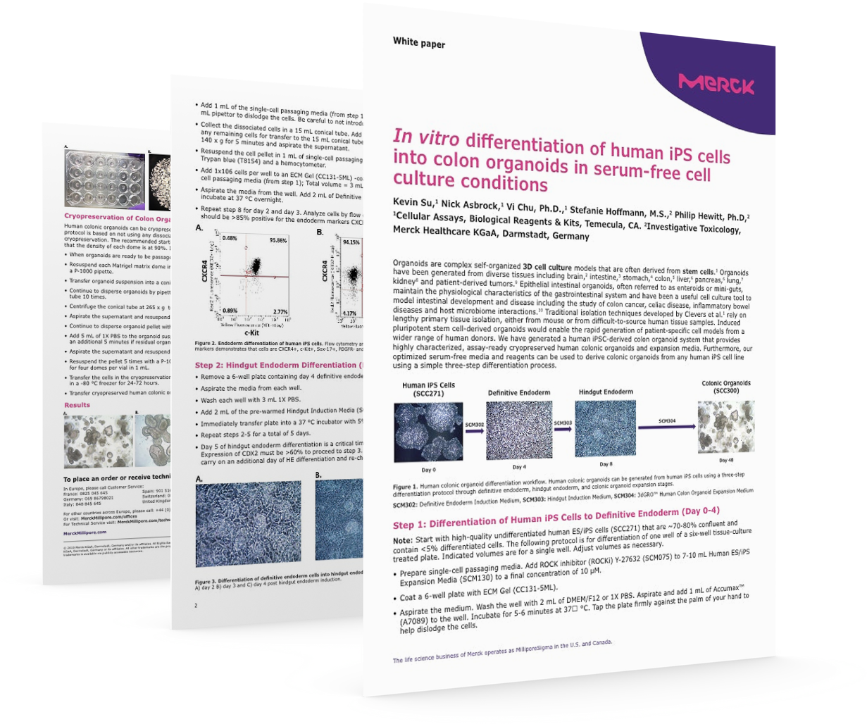 In Vitro Differentiation of Human iPS Cells into Colon Organoids in ...