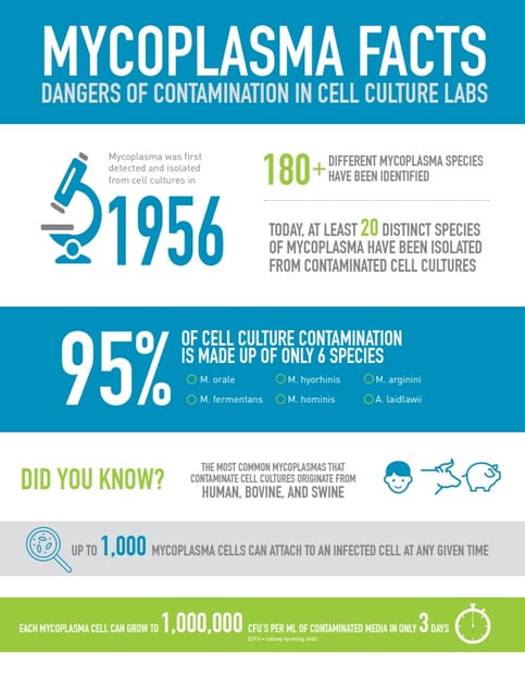 Mycoplasma Facts: Dangers of Contamination in Cell Culture Labs