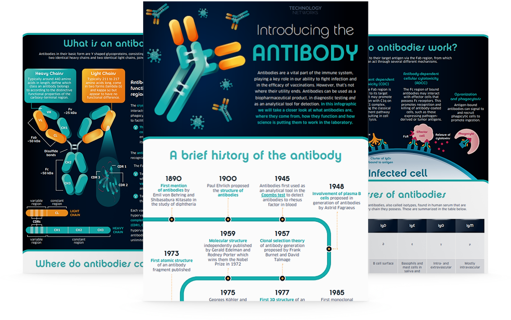 Introducing the Antibody