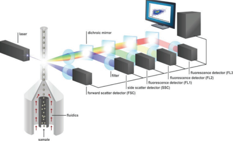 Flow Cytometry Protocols for Extracellular and Intracellular Targets