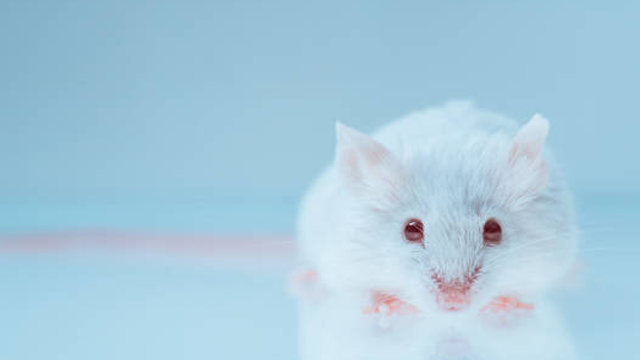 A Highly Robust and Sensitive Workflow for Quantifying RTP004 in Rat Serum