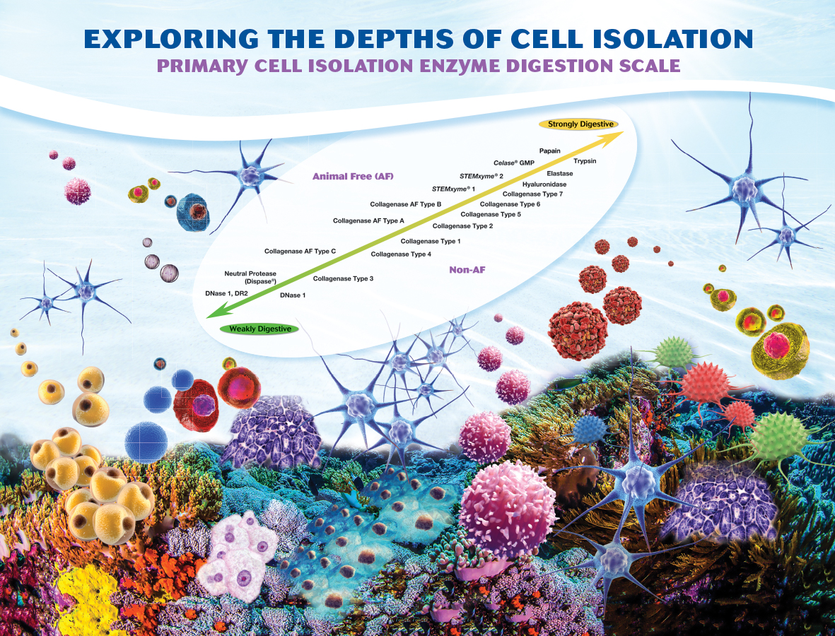 Tissue Dissociation Guide