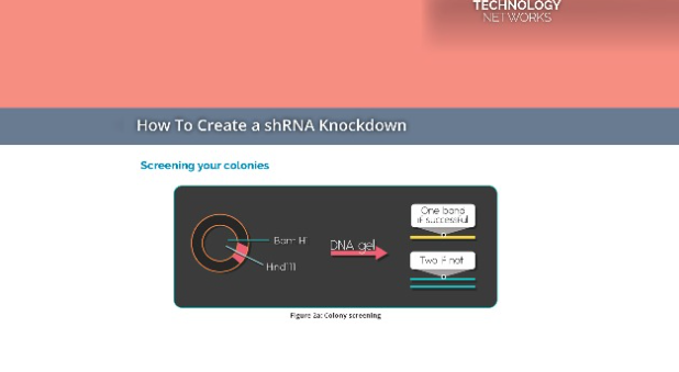 How To Create an shRNA Knockdown