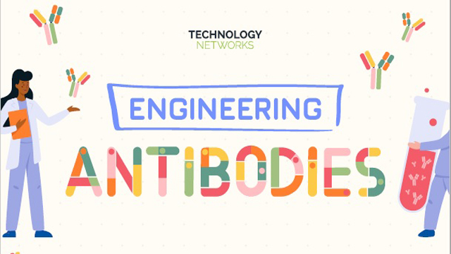 Engineering Antibodies