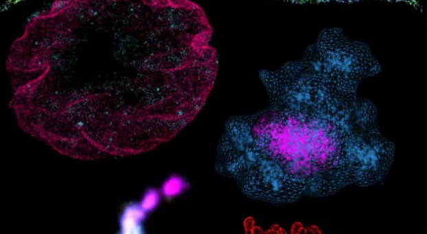 Single Molecule Localization Microscopy: Introduction and Applications